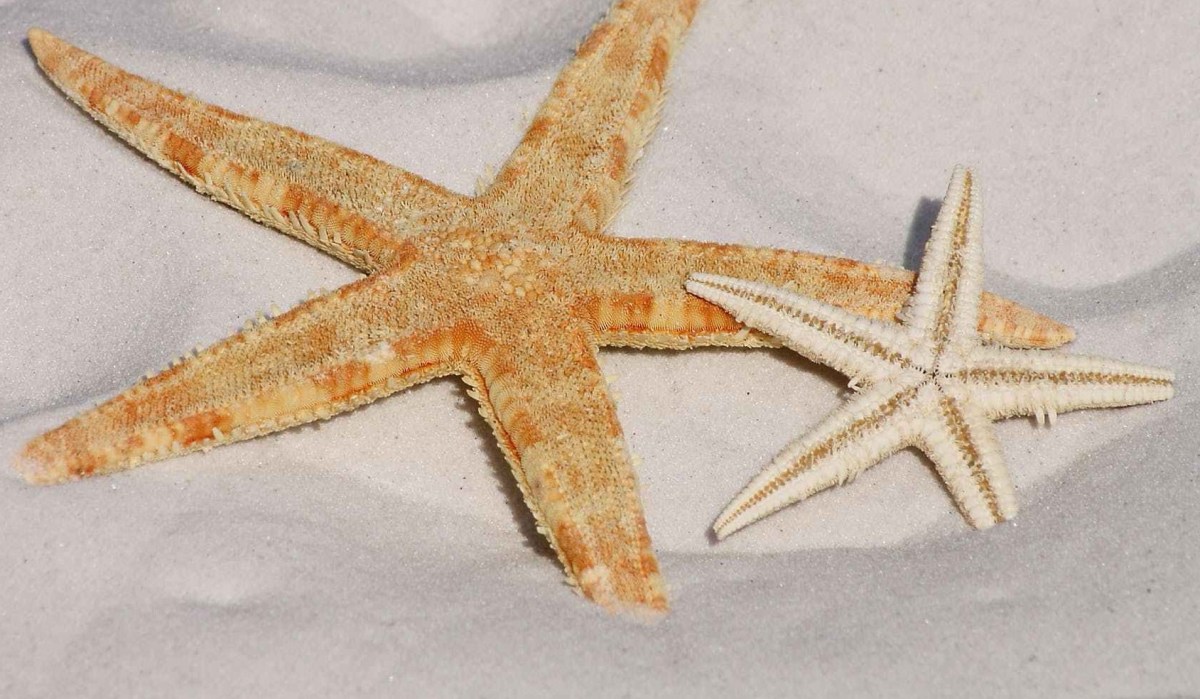 5 Part Structure for Critiquing Others’ Stories – FOXWOOD FOREST